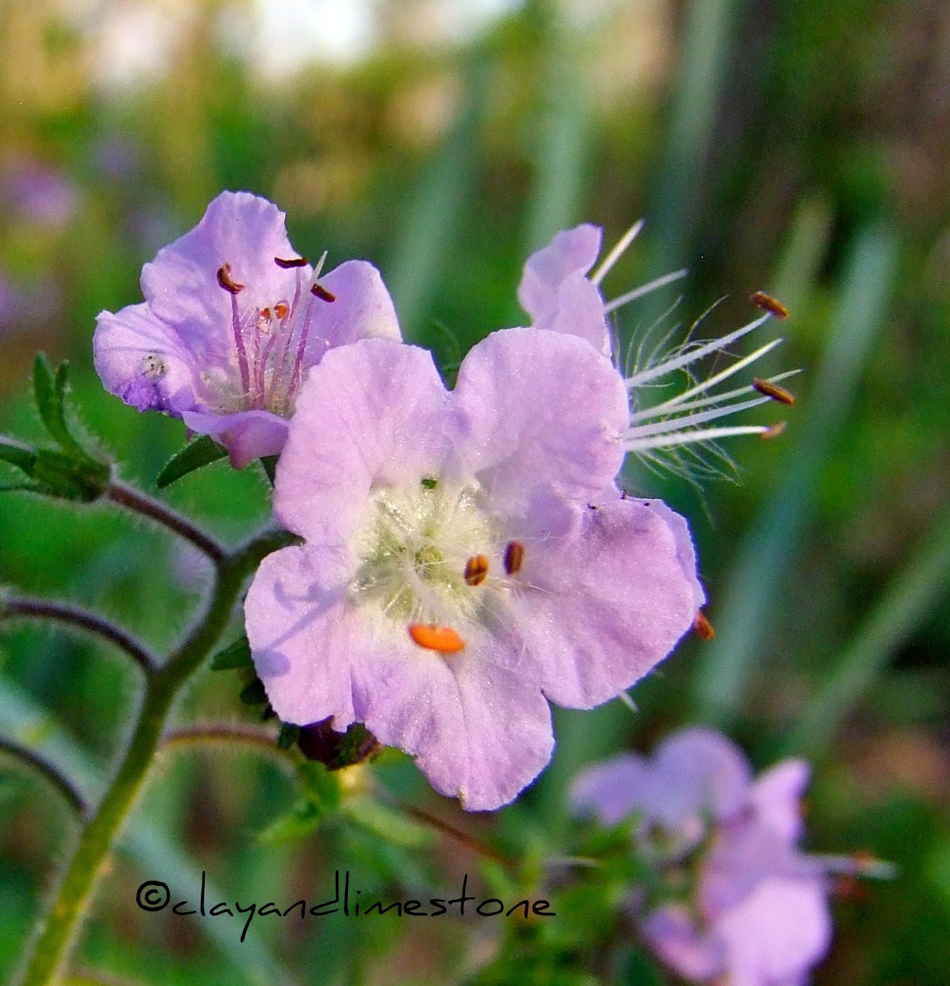 clay and limestone: Wildflower Wednesday~Phacelia bipinnatifida