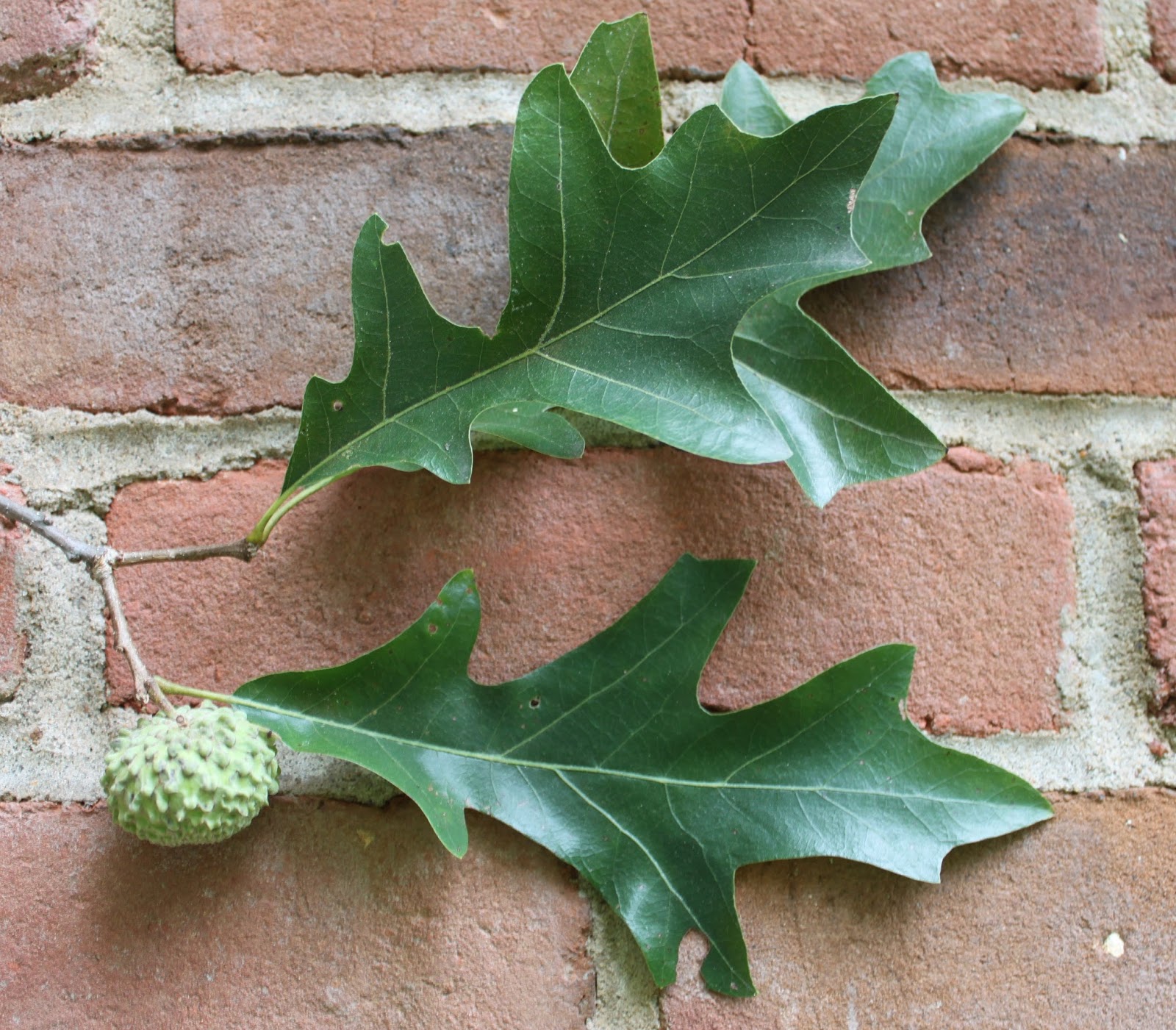Centenary College Arboretum: Tree of the week: Overcup Oak (Quercus lyrata)