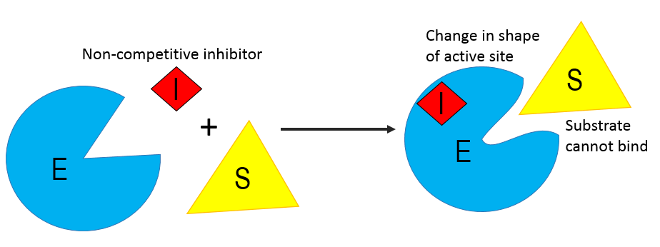 Types of Enzyme Inhibitors | Examples of Inhibitors