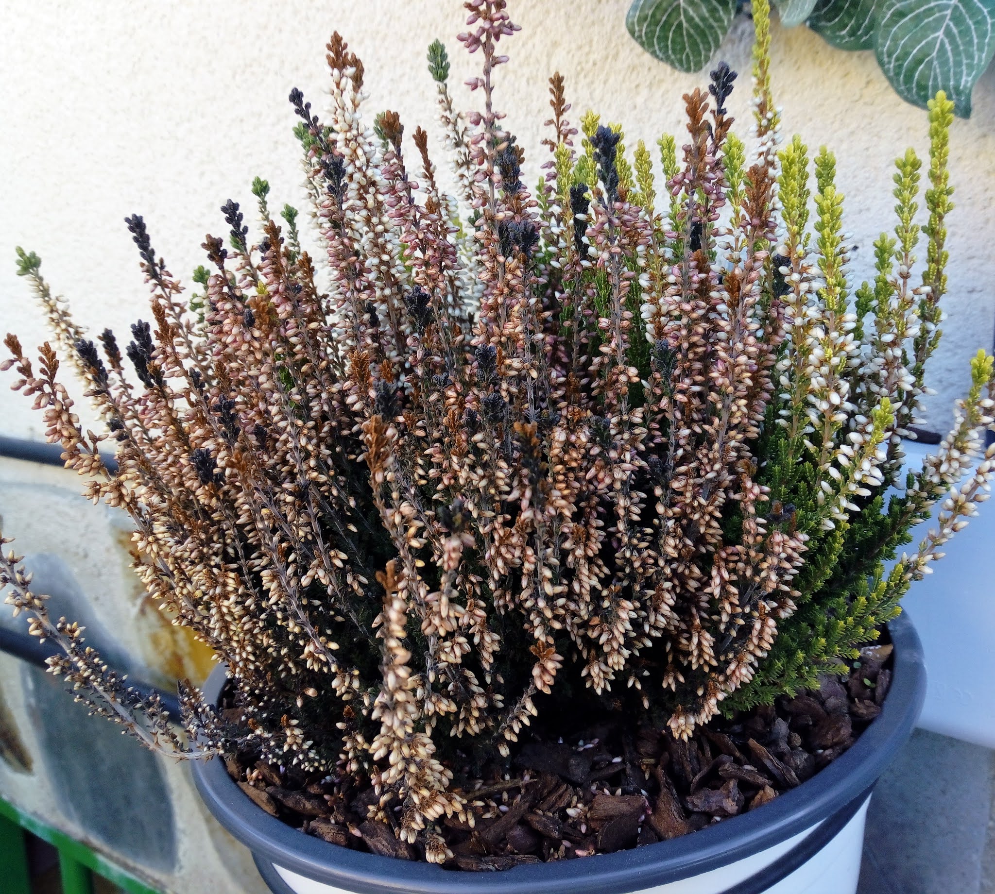 Biosfera vegetal.: Calluna o brecina (Calluna vulgaris (L.) Hull.).