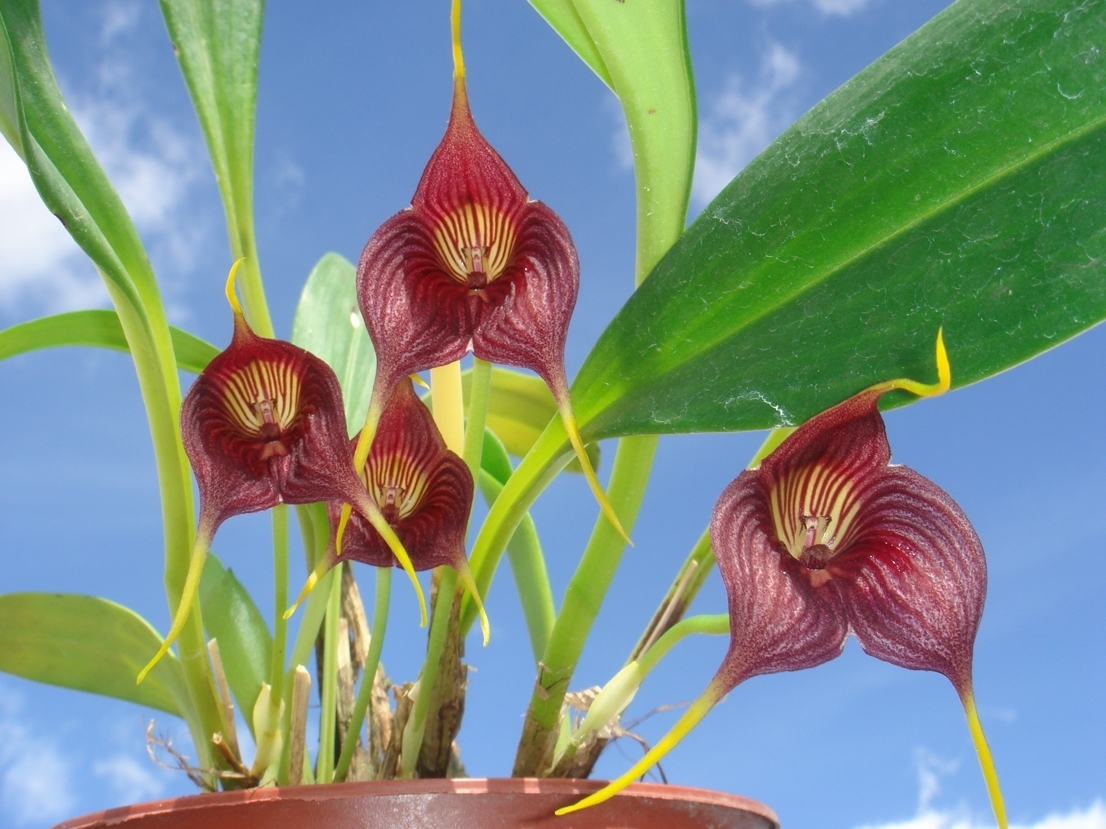 Masdevallia hercules care and culture | Travaldo's blog