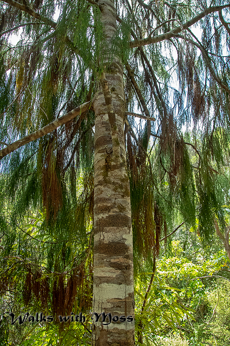 Walks with Moss: Orongorongo Track and Big Bend Track Remutaka Forest ...