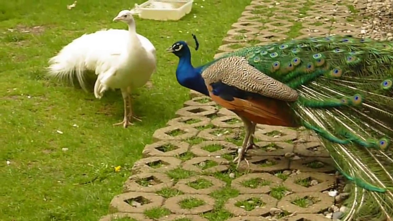 TAVUS KUŞU HAKKINDA BİLGİ | Tavuk Çiftliğim