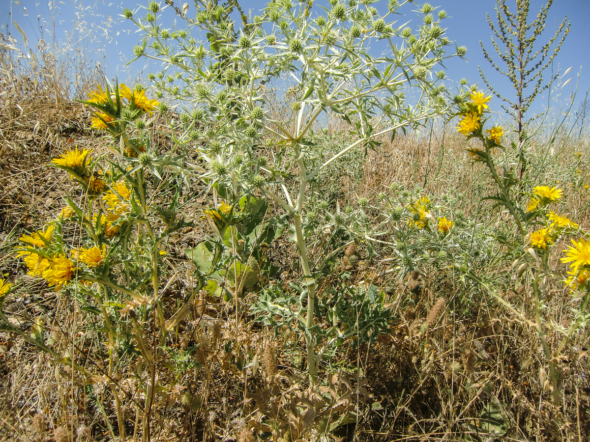 Plantas de Huerta Otea, Salamanca: Cardillo, cardo de olla, tagarnina ...