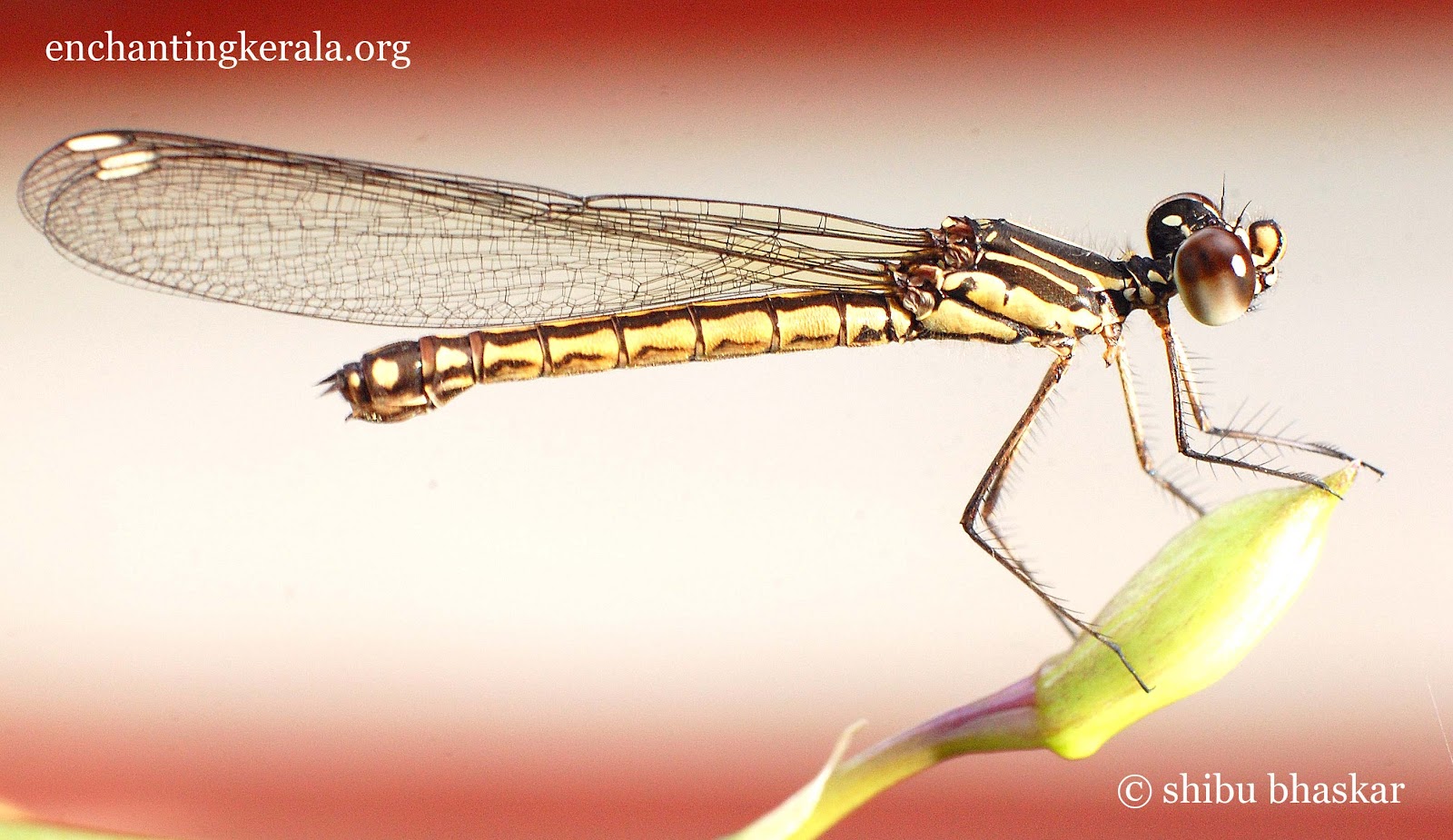 School Of Digital Photography: 18 Tips for Photographing Dragonflies ...