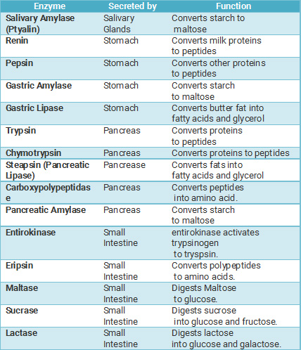 Enzymes in Human Body - STUDY HASH