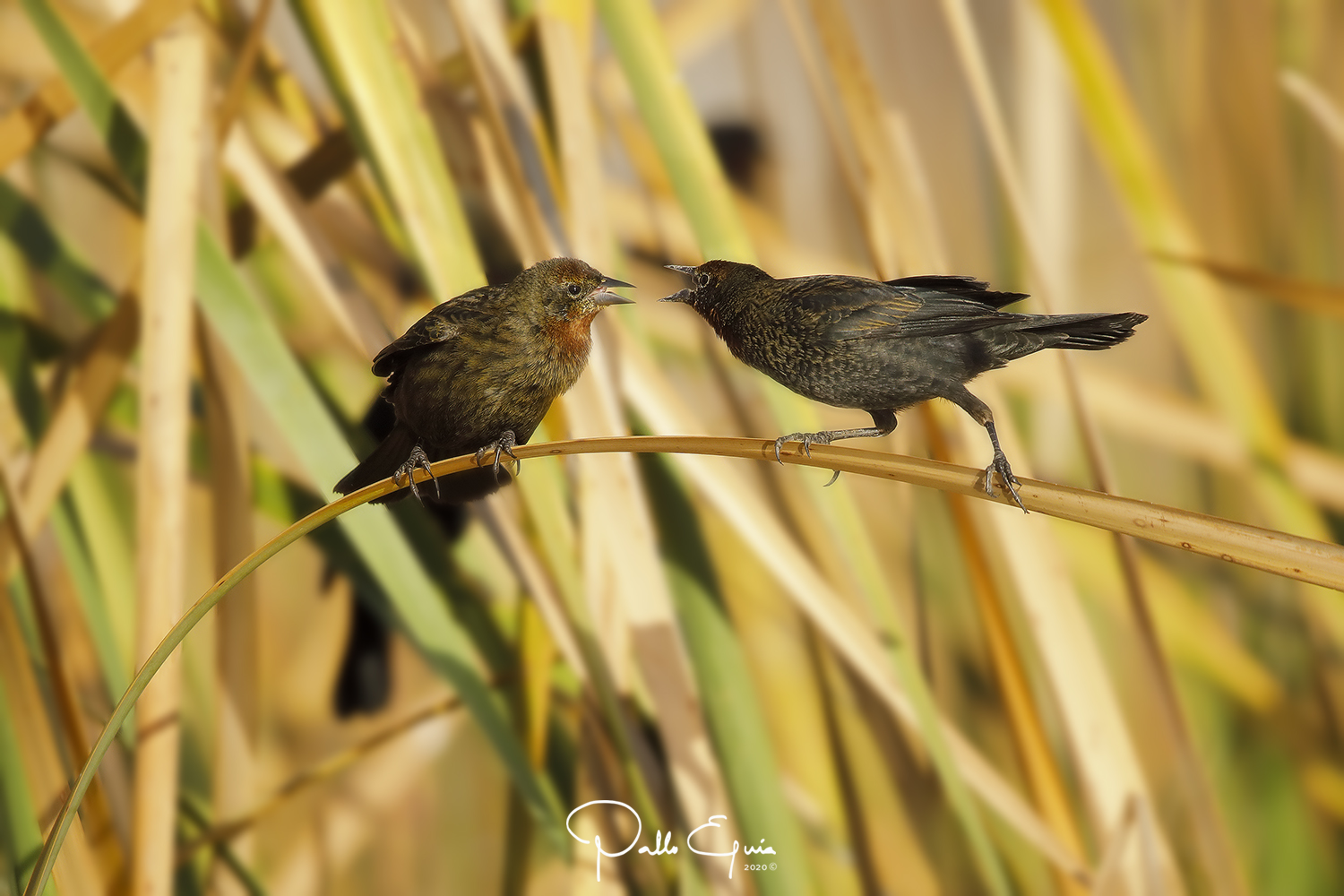 mis fotos de aves: Chrysomus ruficapillus Varillero Congo Chestnut ...
