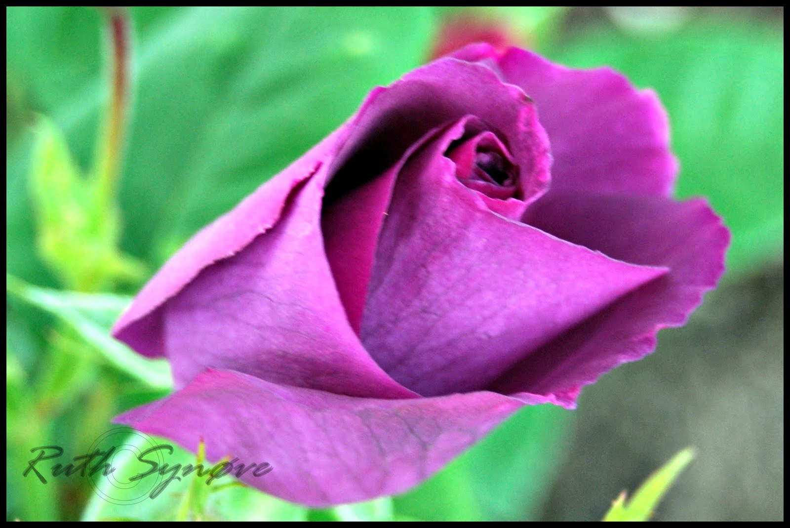 Min Fotoverden: Raspberry Blue