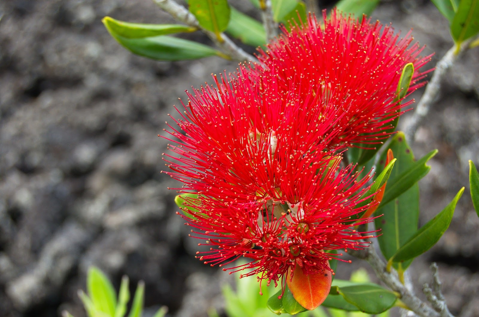 Doctors With Reiki: Fall Into A Puka and Other Native Hawaiian Tales