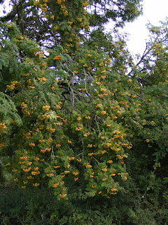Nature in the Lot (notably the Bouriane): The True Service Tree or Cormier