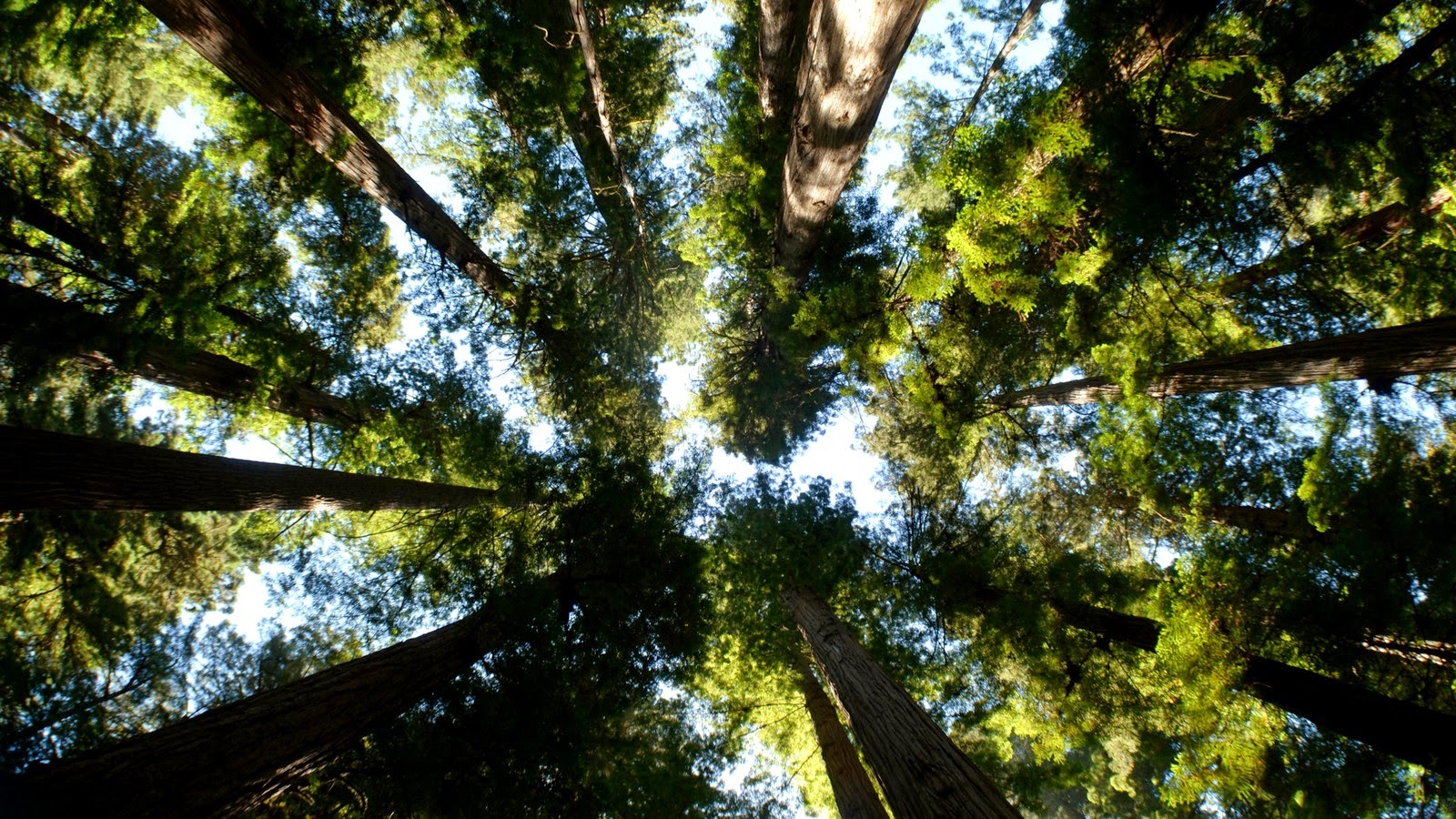 Dream State: Northern California Redwoods Birthday Adventure