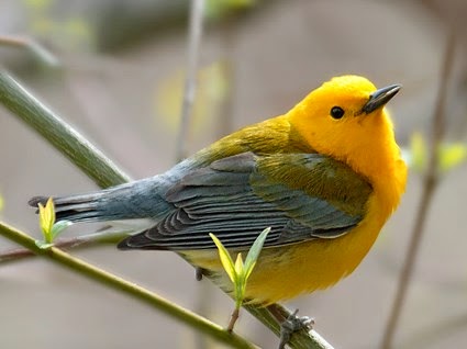 Walking Through Summer: Shanty Hollow Lake, early May