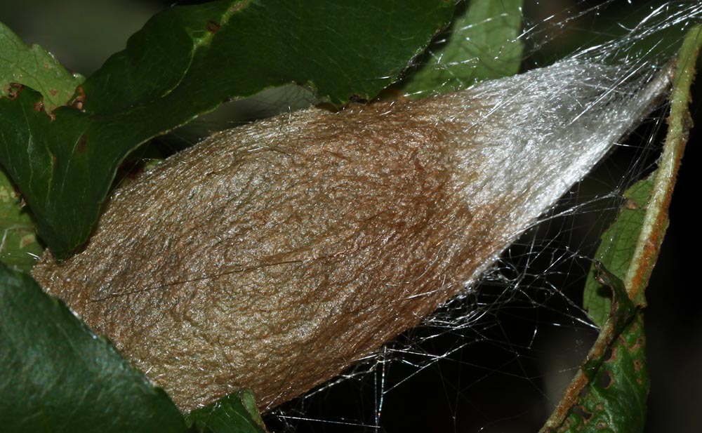 All of Nature: Cecropia Caterpillars Make Silk Cacoons