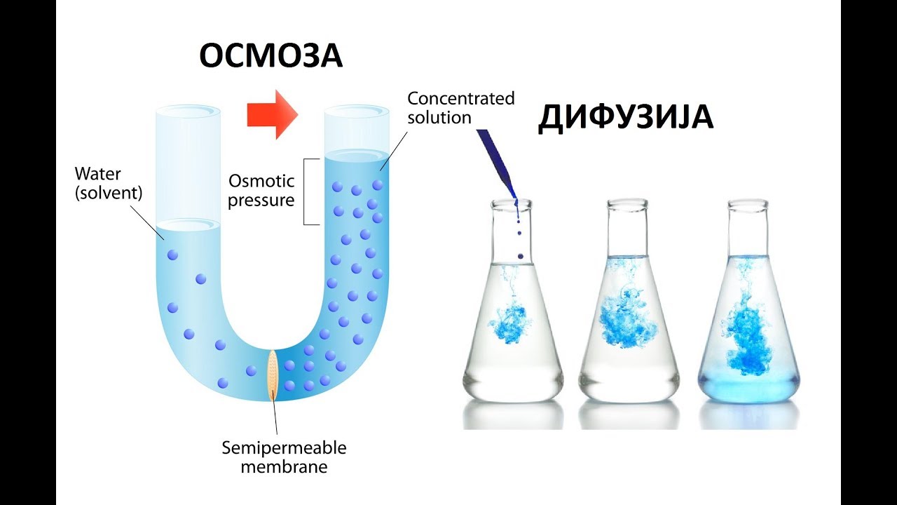 k.proshev: Дифузија и осмоза VII