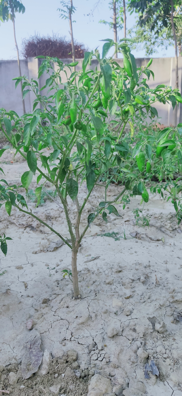 Chilli plant: Health benefits