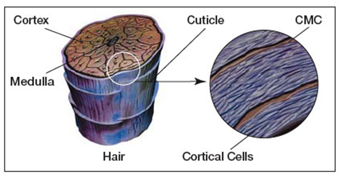 LINEA CAPILAR GENESIS