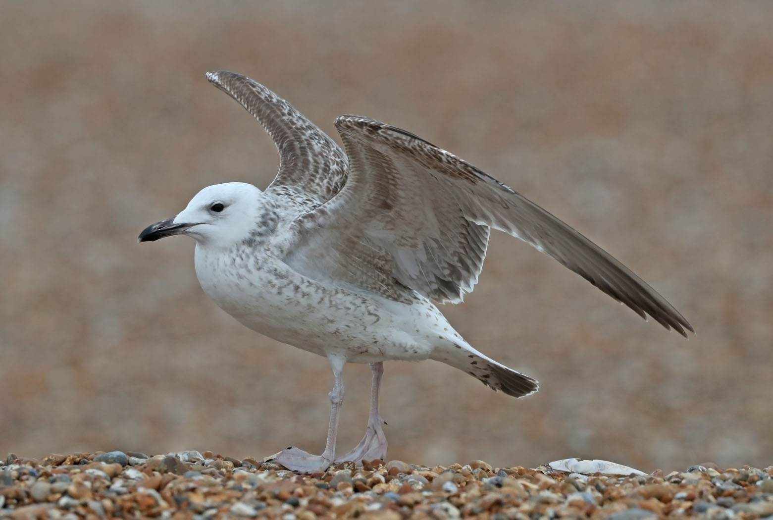 PLODDINGBIRDER: Gulls in The Mist!