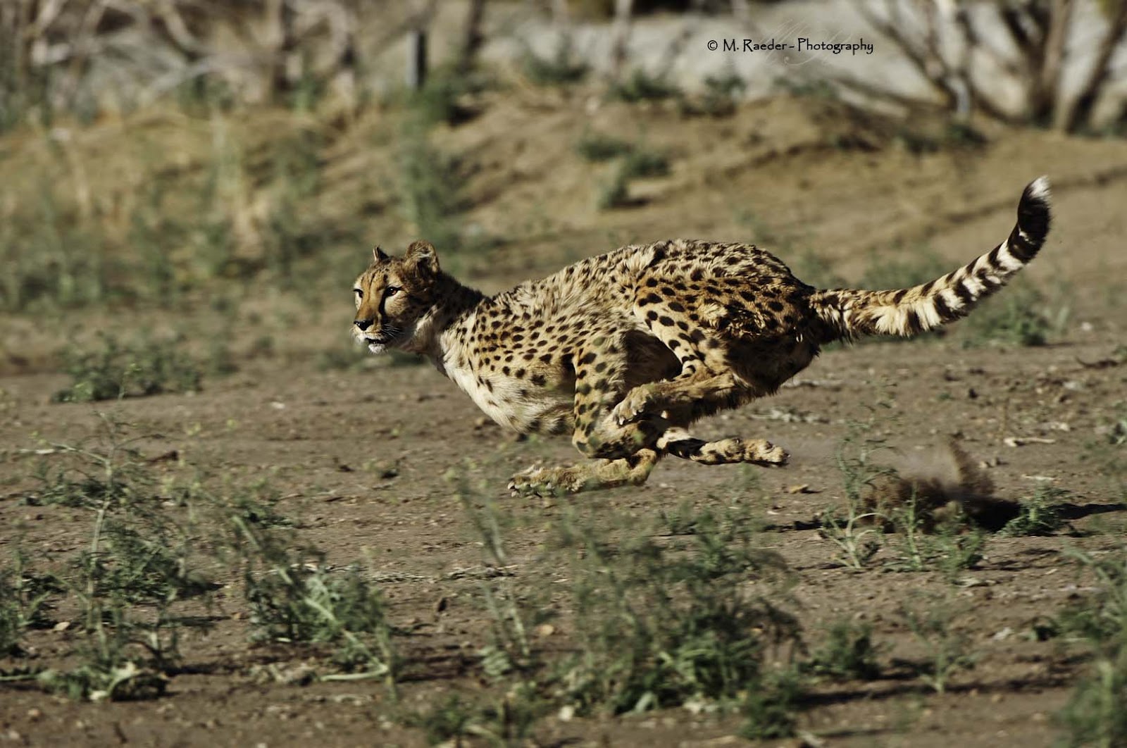 M. Raeder - Photography: Cheetahs, Camels and Ostriches