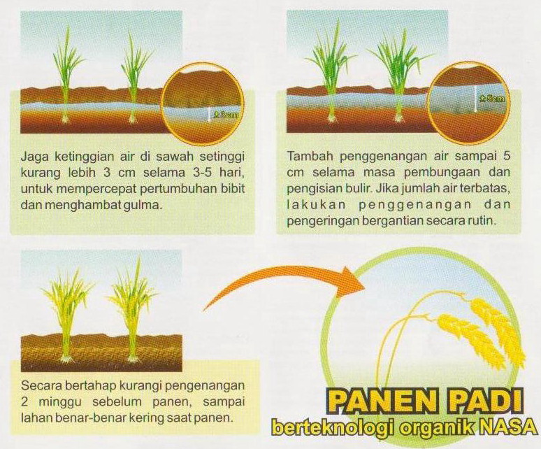 Bisnis Tanaman Padi: Pemeliharaan Tanaman Padi