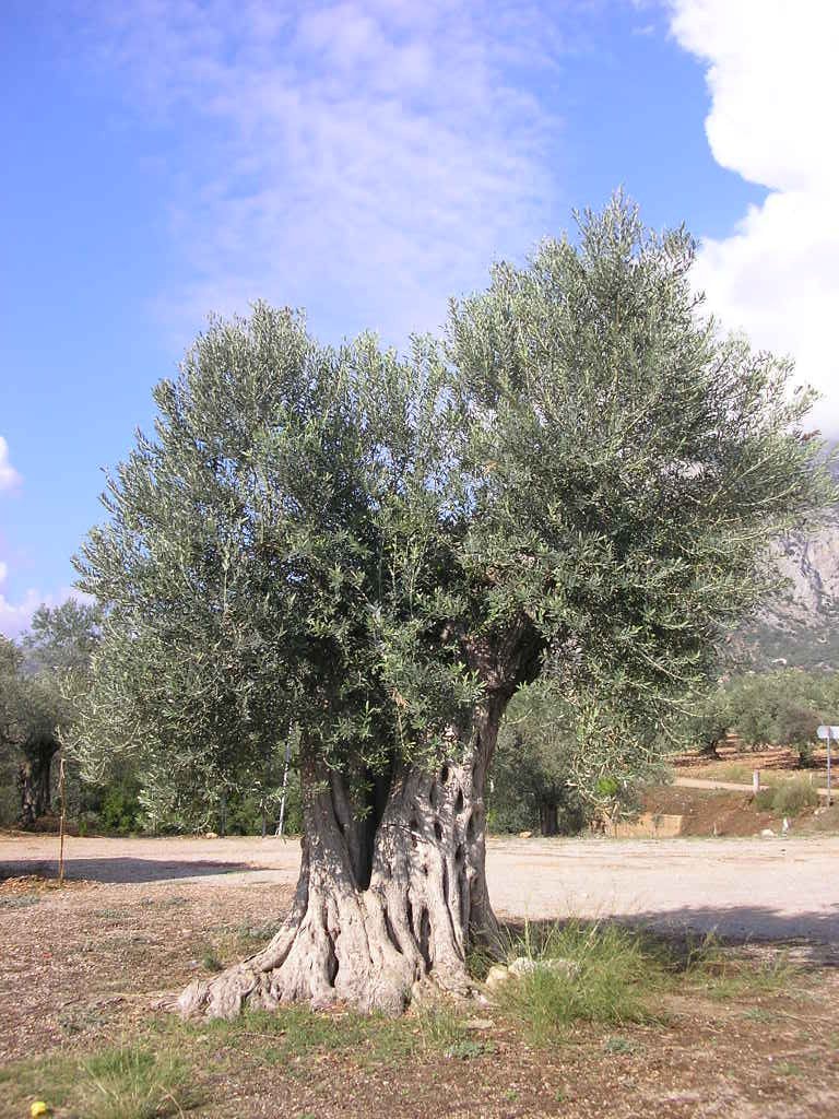 Dagelijkse routine: De mythe van de olijfboom