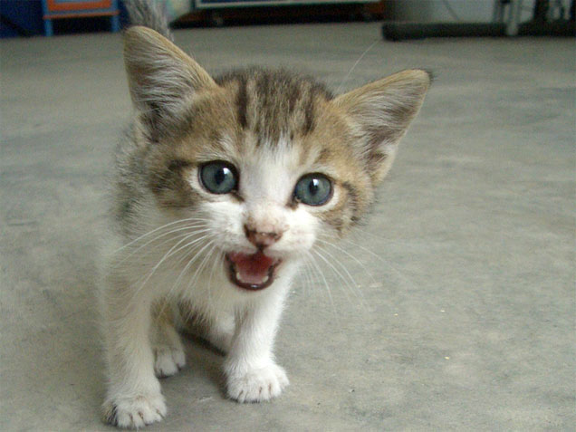 Pets Planet: I Know Why Cats Meow, Do You?