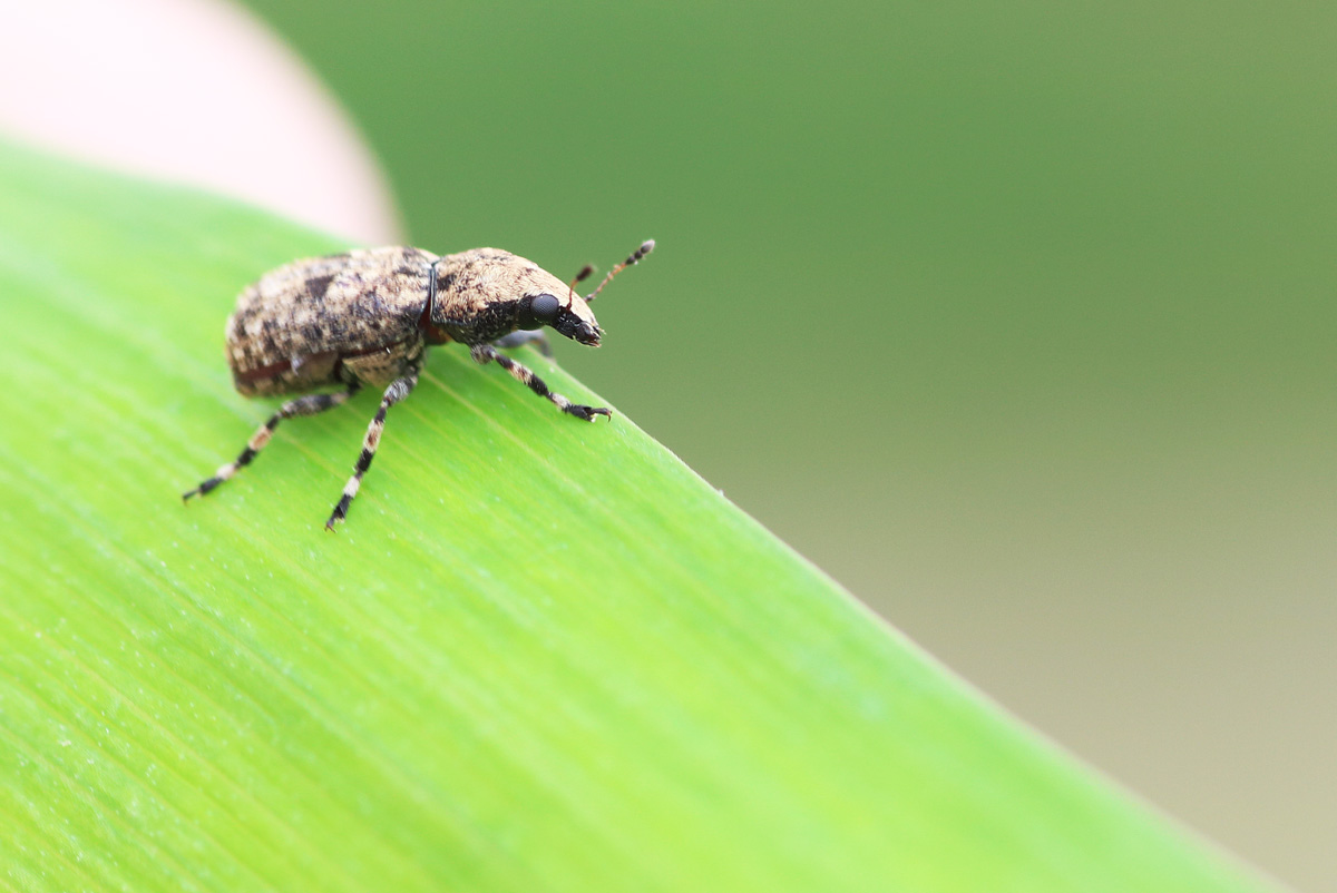 MObugs: Marbled Fungus Weevil