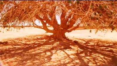 The Only Living Sahabi Tree