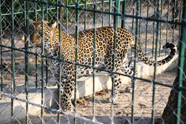 A visit to Dar es Salaam Zoo, Tanzania: a best kept place