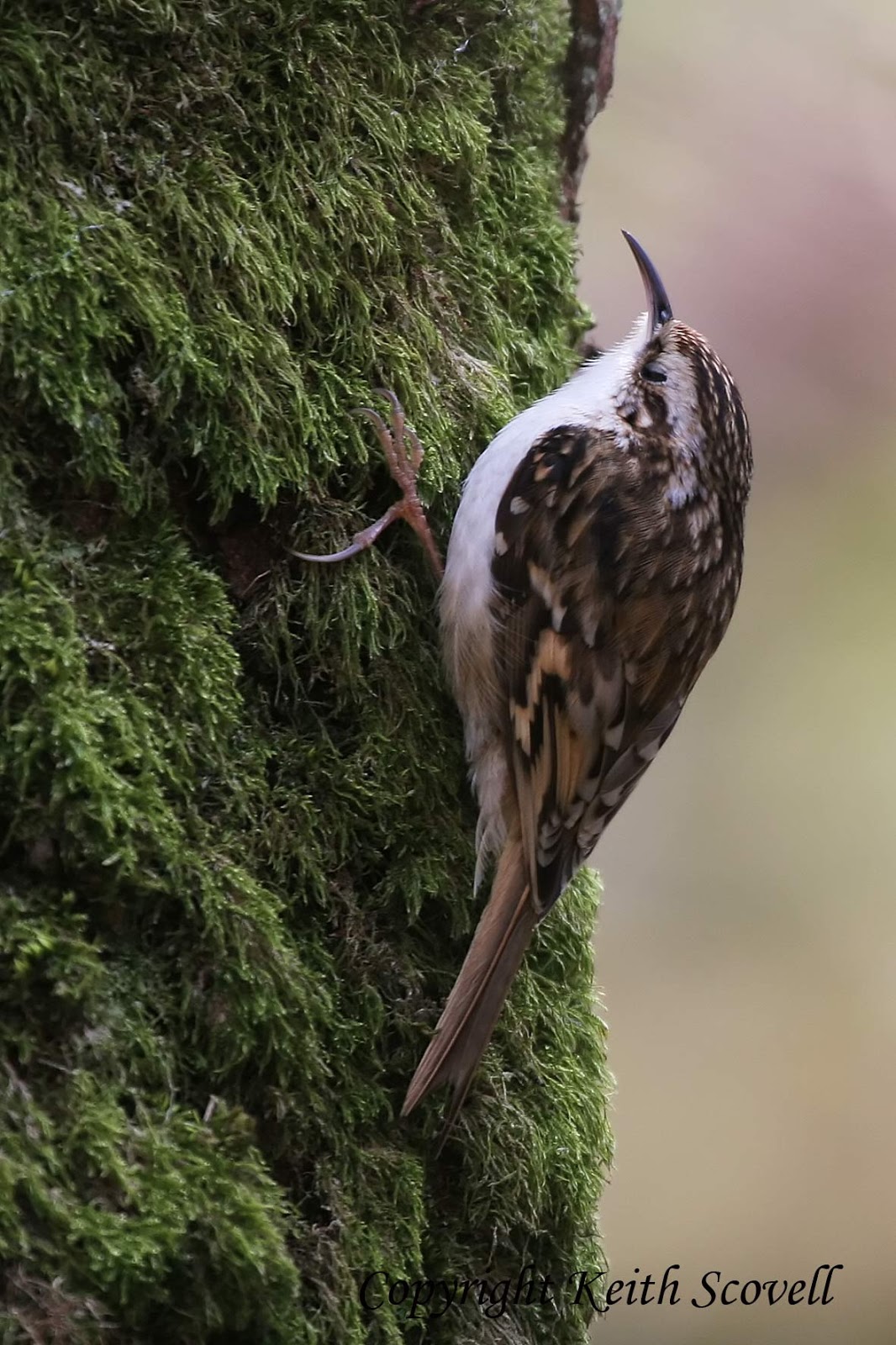 Keith Scovell's Wild Life: Treecreeper