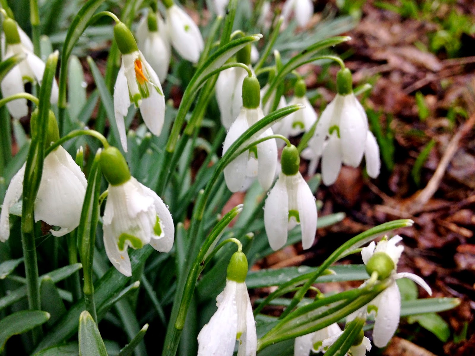 The Mad Catter: Snowdrop Walk at Rode Hall