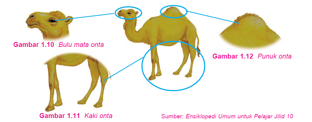 Cara Hewan Menyesuaikan Diri dengan Lingkunganya (IPA Kelas 6 K.D.3.3 ...
