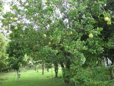 Where the Heck is Marinduque?: Photo Memories of Chateau Du Mer and ...