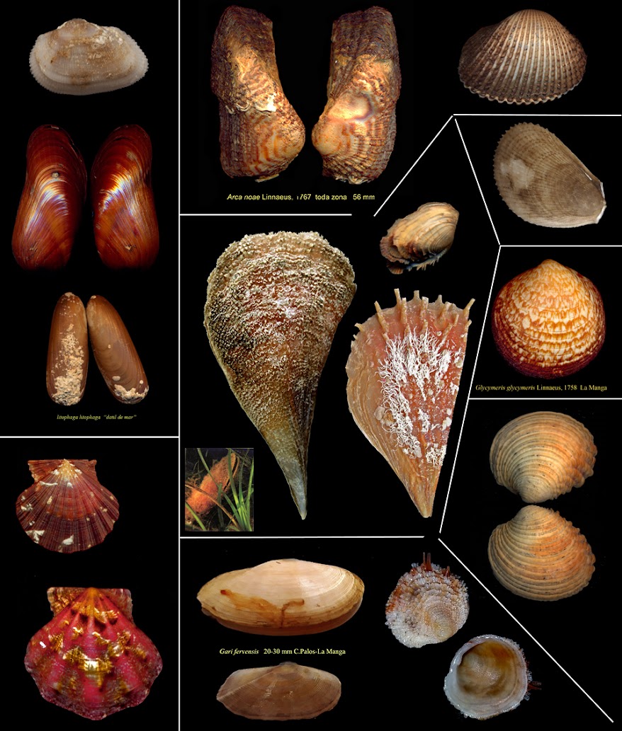 MALACOLOGÍA MEDITERRÁNEA: Bivalvos del Cabo de Palos I (Solemya, Nucula ...