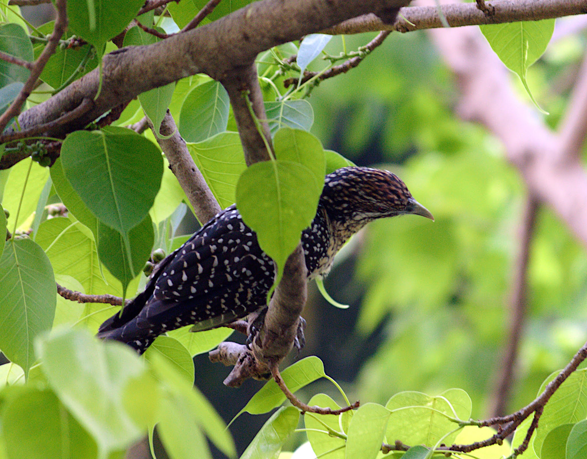 Mumbai Daily: Pair of Koels