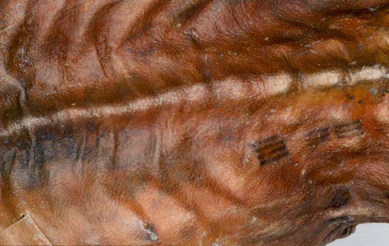 tzi The Iceman s Tattoos May Be An Early Form Of acupuncture The tzi-the-iceman-s-tattoos-may-be-an-early-form-of-acupuncture-the