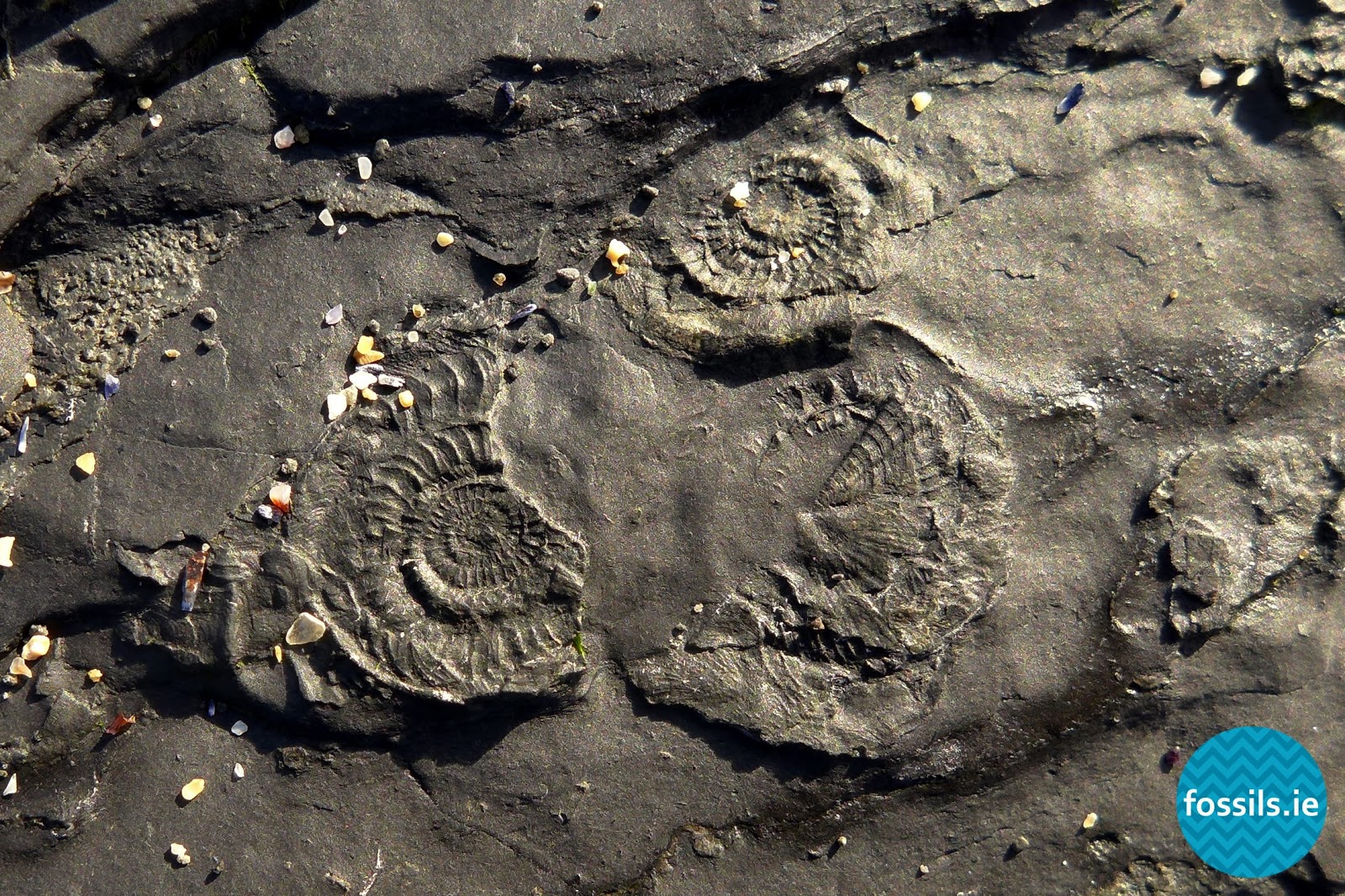 FOSSILS IRELAND: LOCATIONS