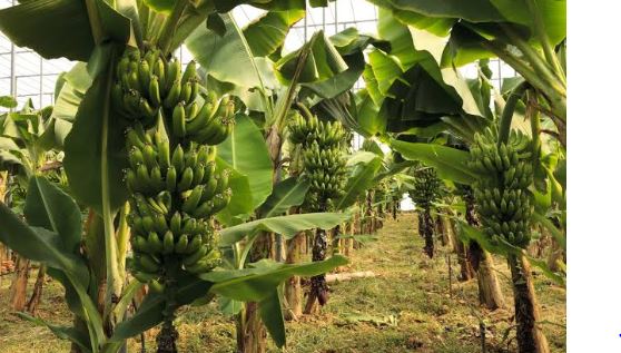 The Tale of Three Trees!