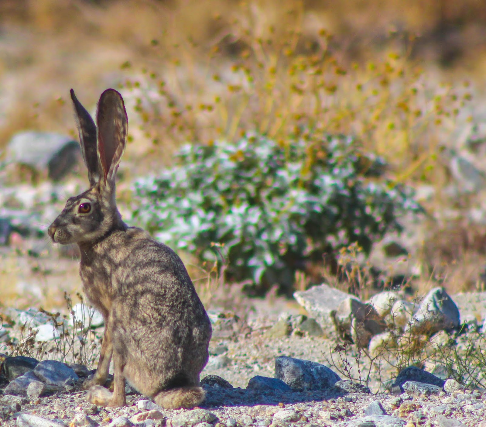 Cannundrums: Black-Tailed Jackrabbit