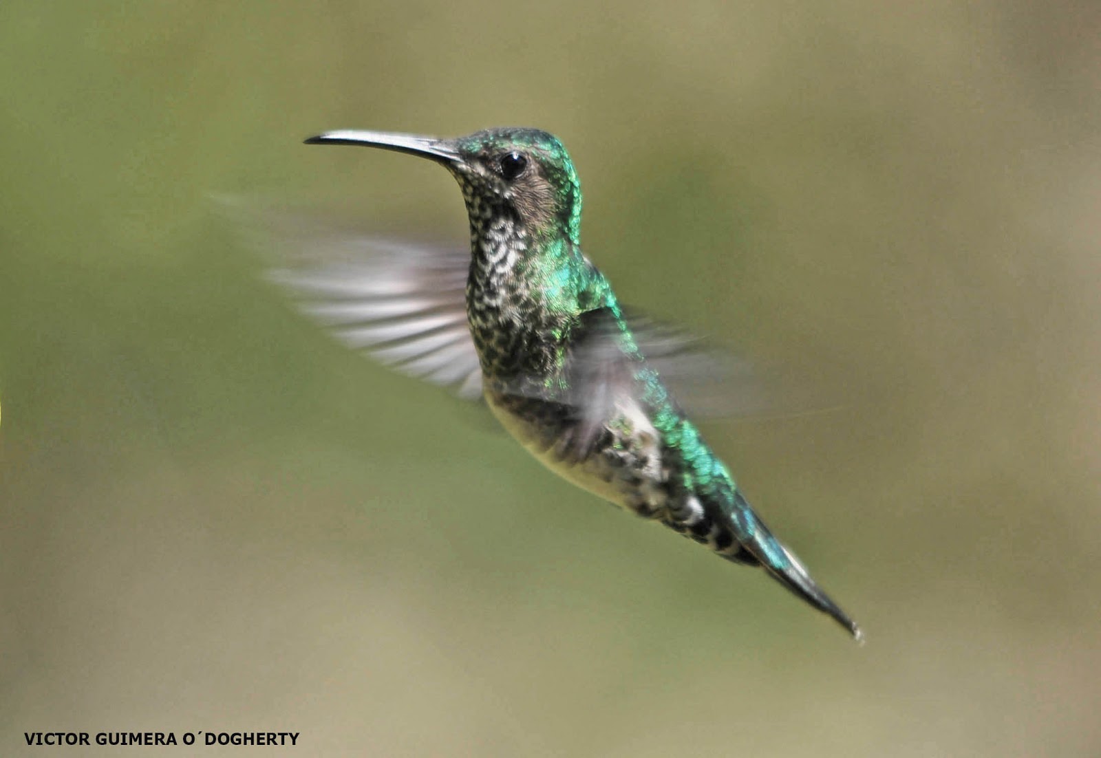 Mis imágenes de aves: MAS FOTOS DE COLIBRIS PERUANOS