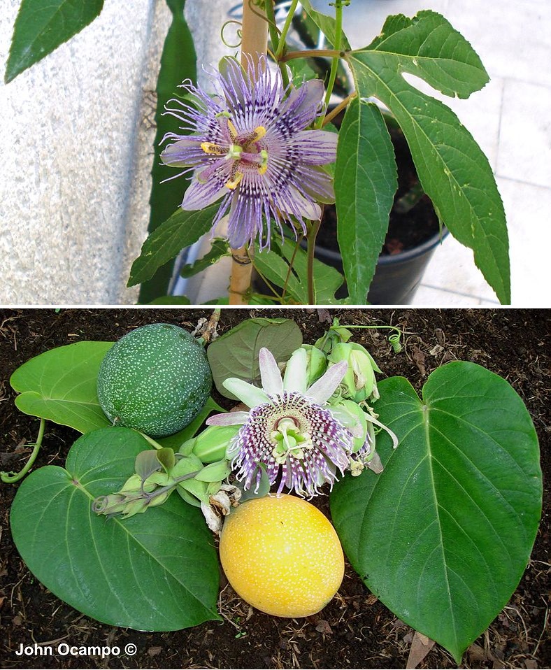 La historia de las plantas : Historia de la Granadilla