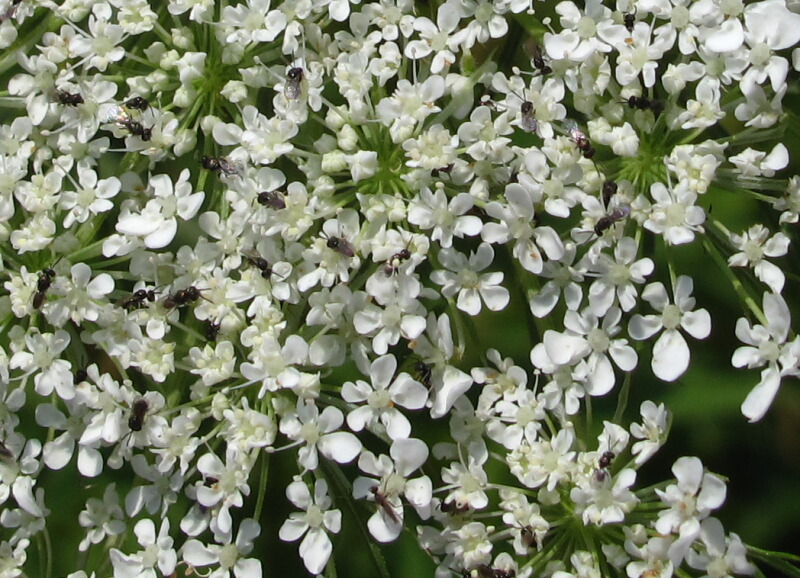 The Joyce Road Neighborhood: Wildflower - Queen Anne's Lace