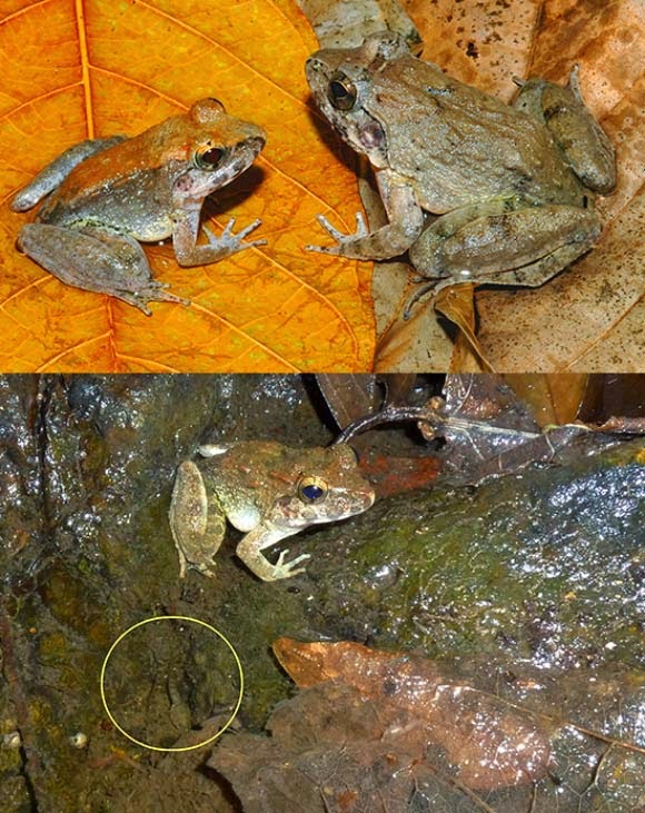 Limnonectes larvaepartus: Scientists Discover Tadpole-Bearing Species ...