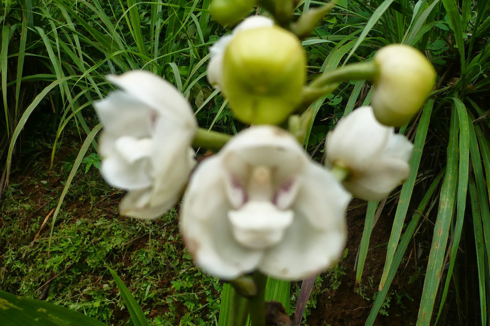 Flor Del Espiritu Santo.
