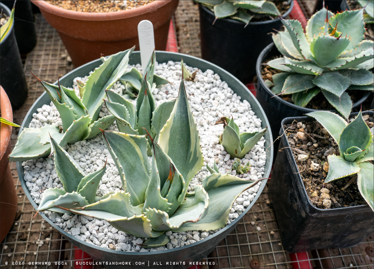 Jeremy Spath's Hidden Agave Ranch: the greenhouse