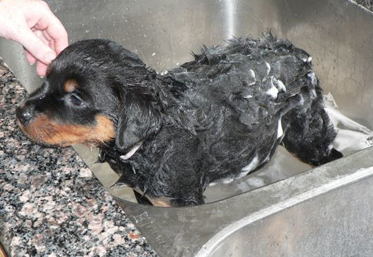 Rottweiler Grooming - The Bath ~ Rottweiler's Kingdom