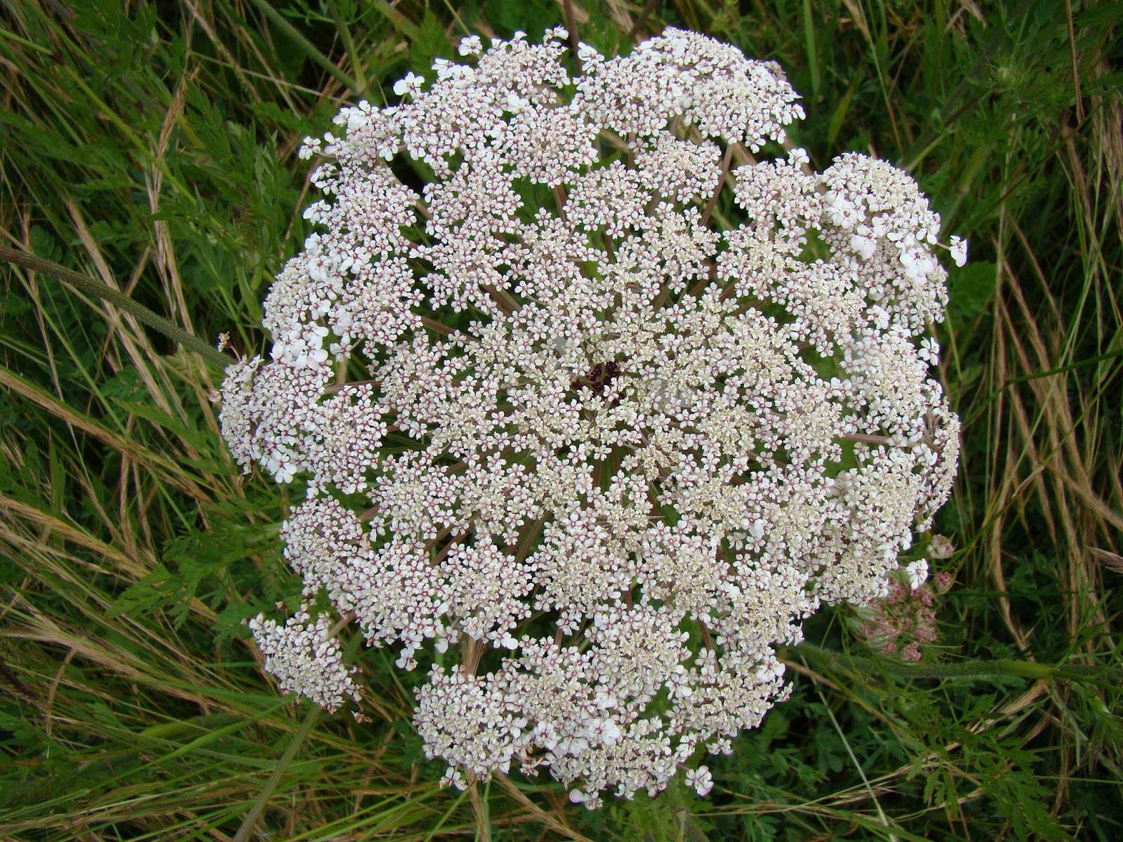 Leaves of Plants: May 2012