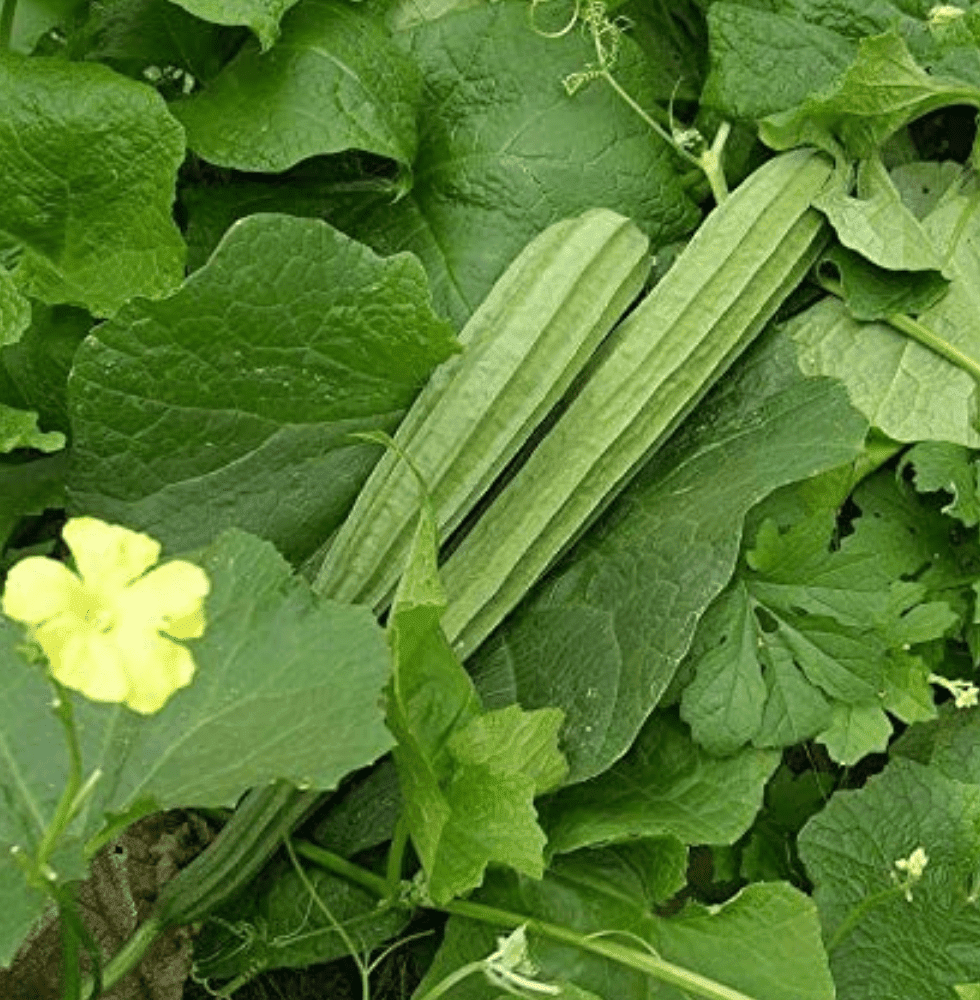 Medicinal Uses Of Ridge Gourd medicinal-uses-of-ridge-gourd