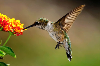 Kolibri, Burung Mungil Pemakan Nektar Bunga | RE Tawon