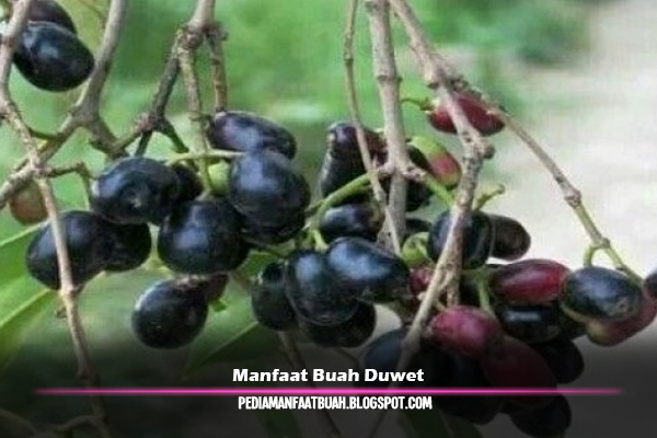 Manfaat Buah Duwet