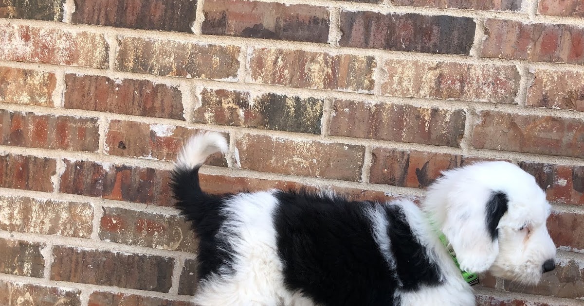 Mini Sheepadoodle Size